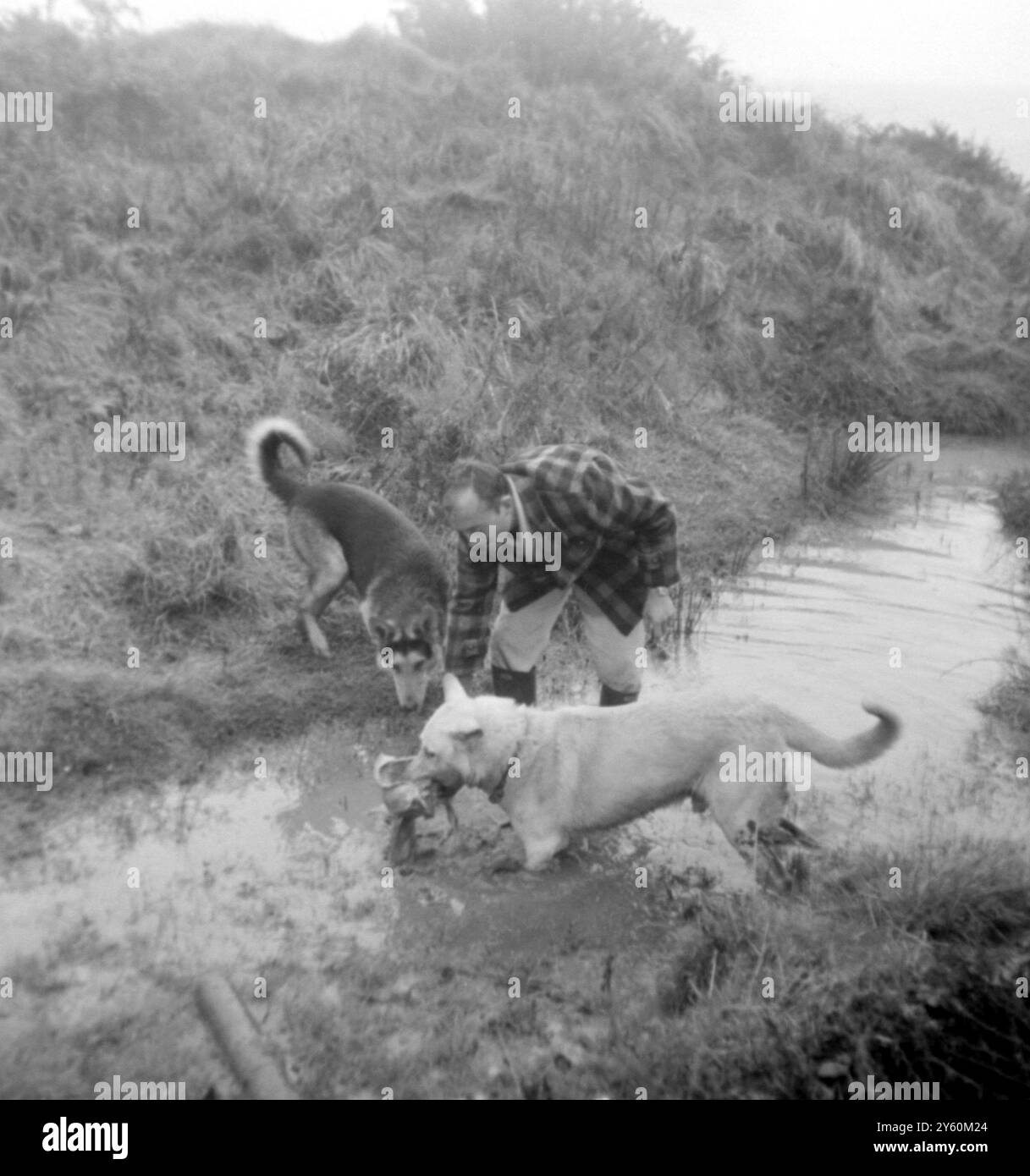 Mr Ronald Bateman, 40 year old Isle of Wight zoo owner is training two ...