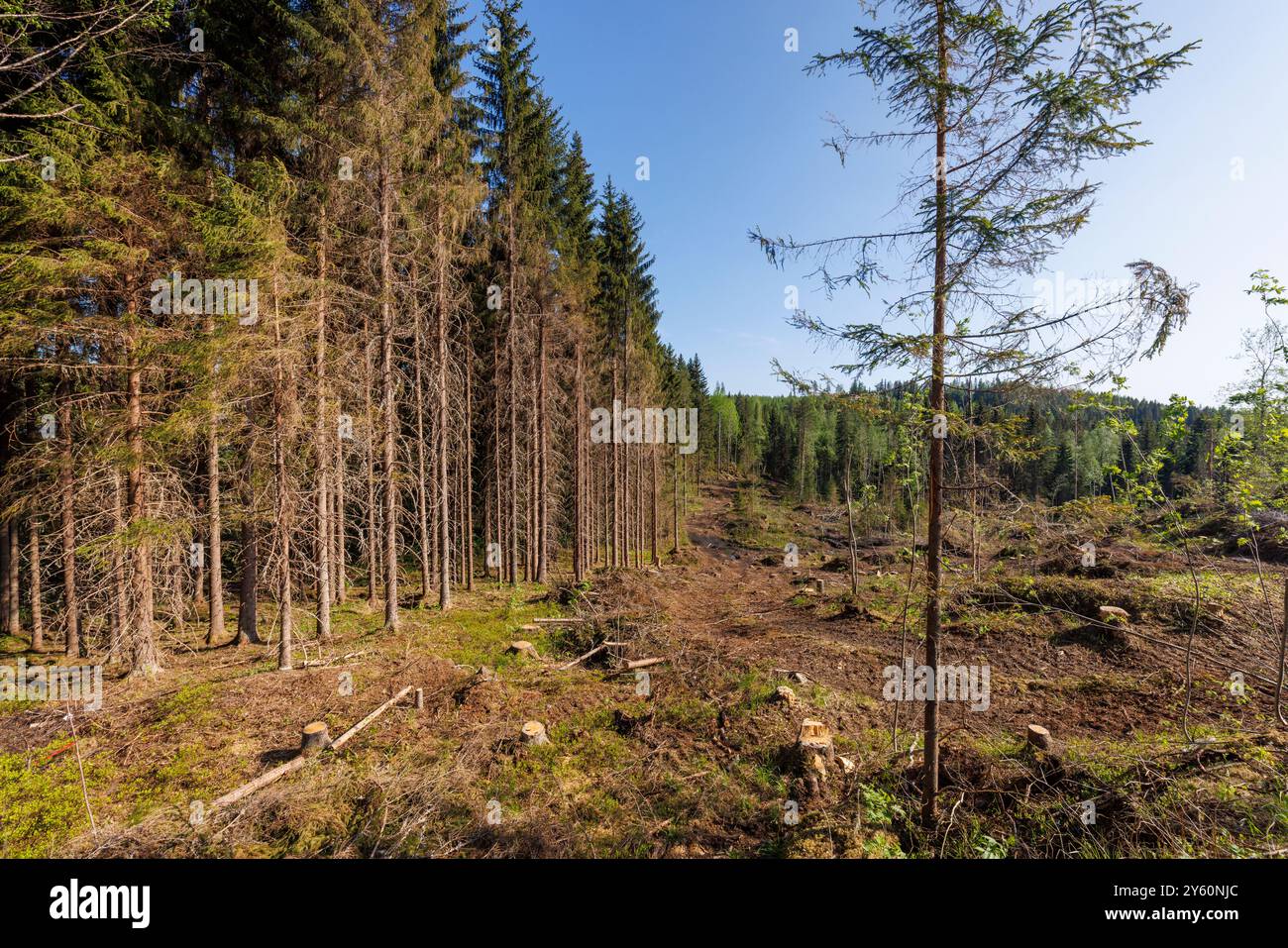 Clearcut hillside hi-res stock photography and images - Alamy