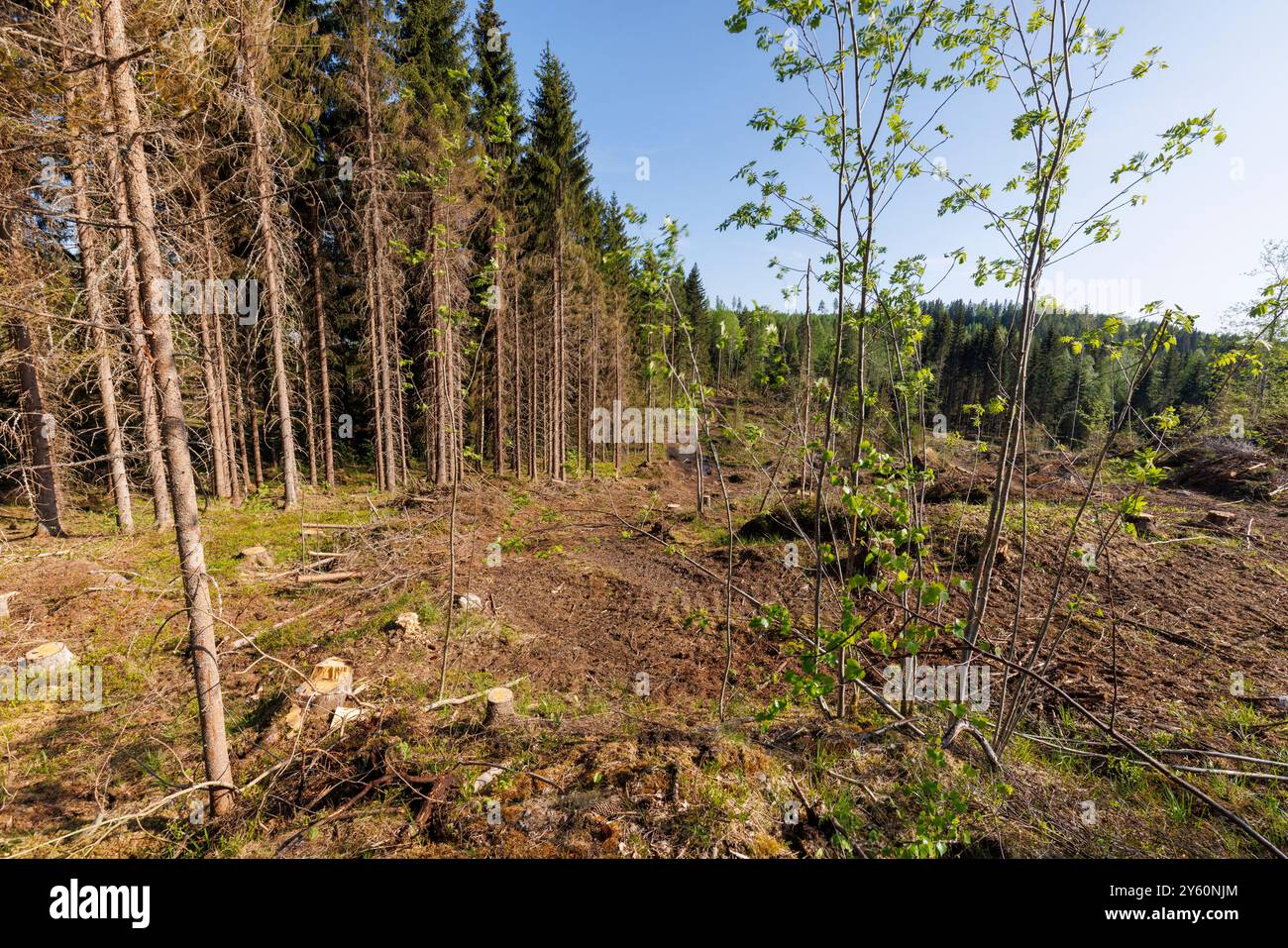 Spruce forest ( fir trees ) clear cutting area edge after logging . The ...