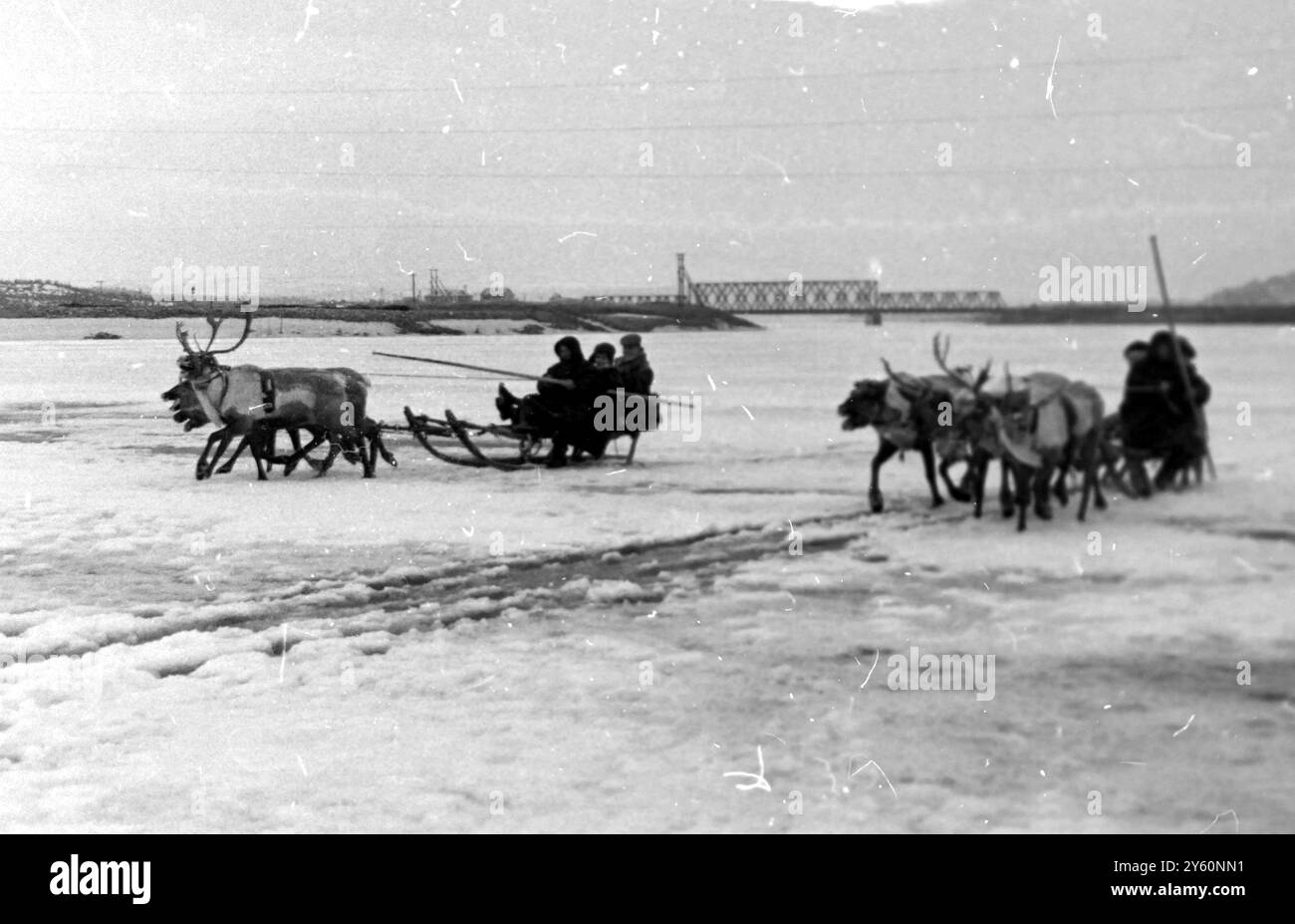 REINDEER REINDEER USED AS TRANSPORT IN FROZEN GROUNDS MURMANSK 16 ...