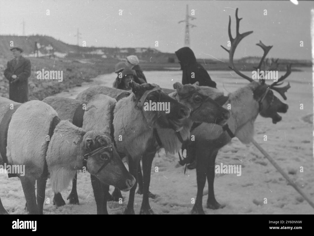 REINDEER REINDEER USED AS TRANSPORT IN FROZEN GROUNDS MURMANSK 16 ...