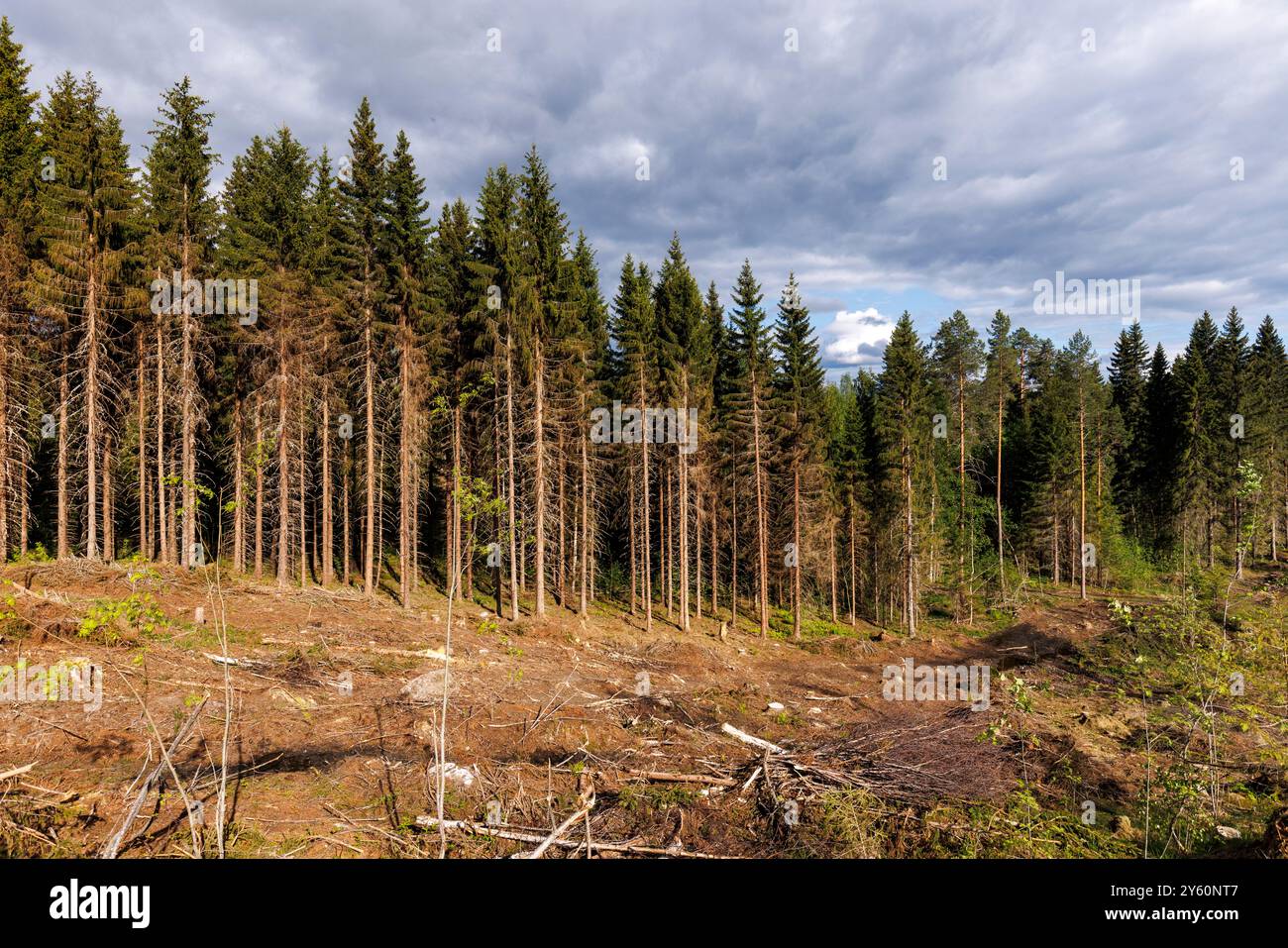The edge between growing spruce forest ( fir trees ) and logged clear ...