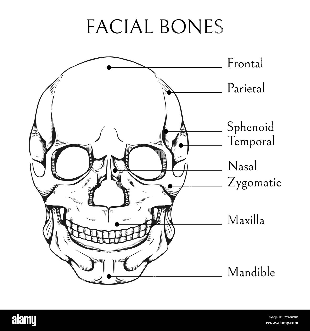 Hand drawn facial bones. Human skull sketch. Medical educational banner ...