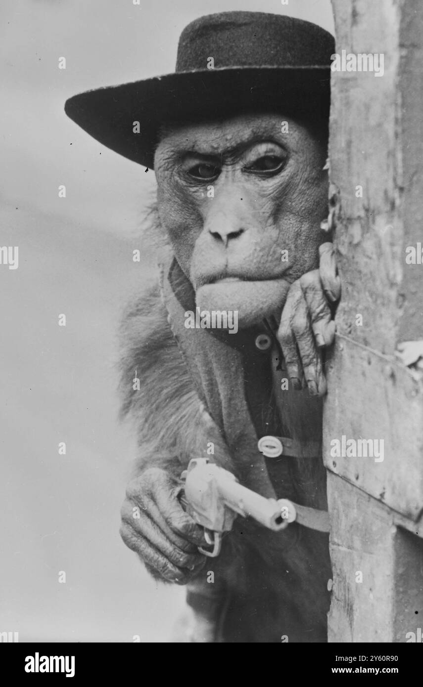 Television monkey hi-res stock photography and images - Alamy
