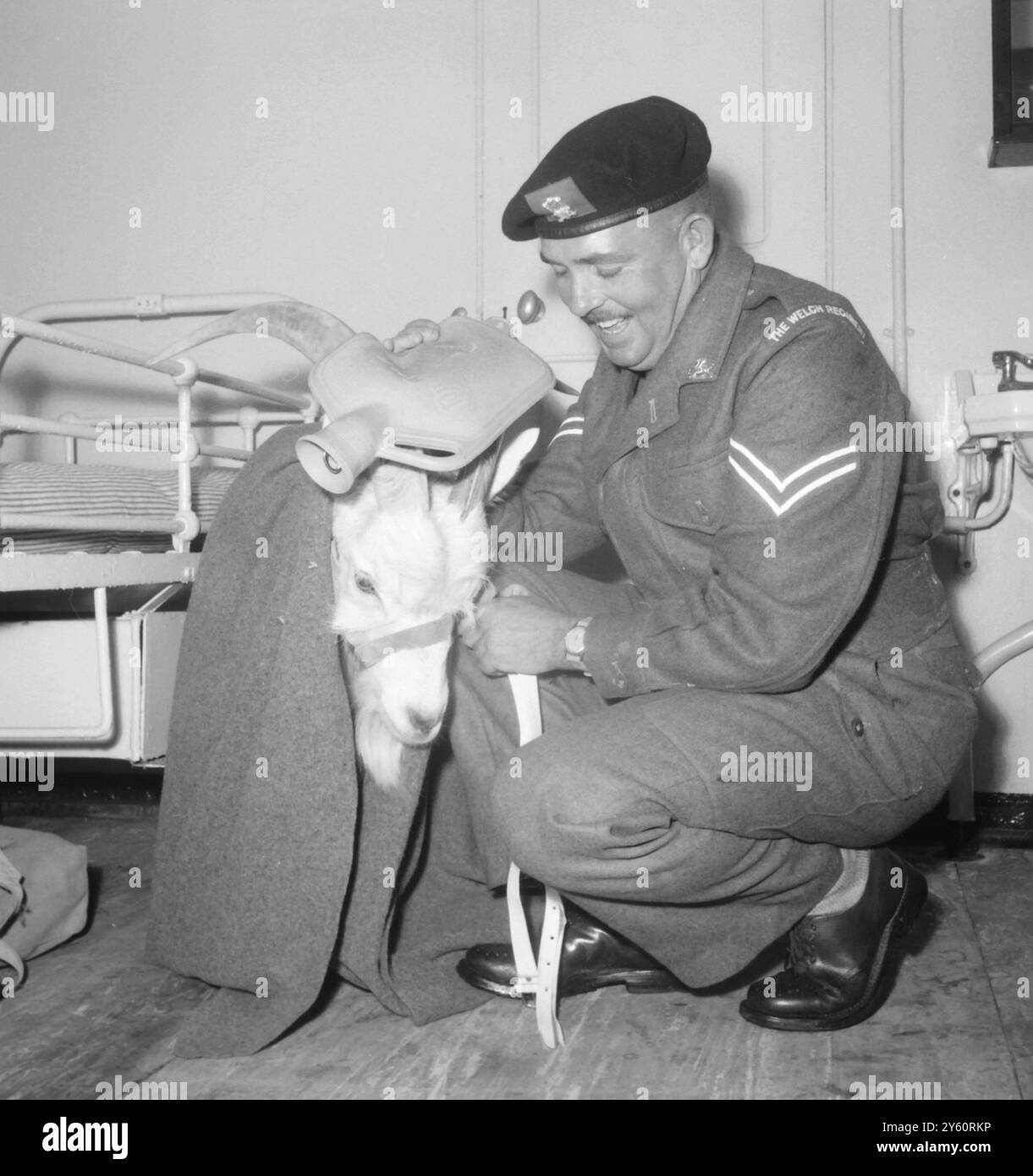 BRITISH ARMY GOAT MASCOT TAFFY WELSH REGIMENT 30 OCTOBER 1960 Stock ...