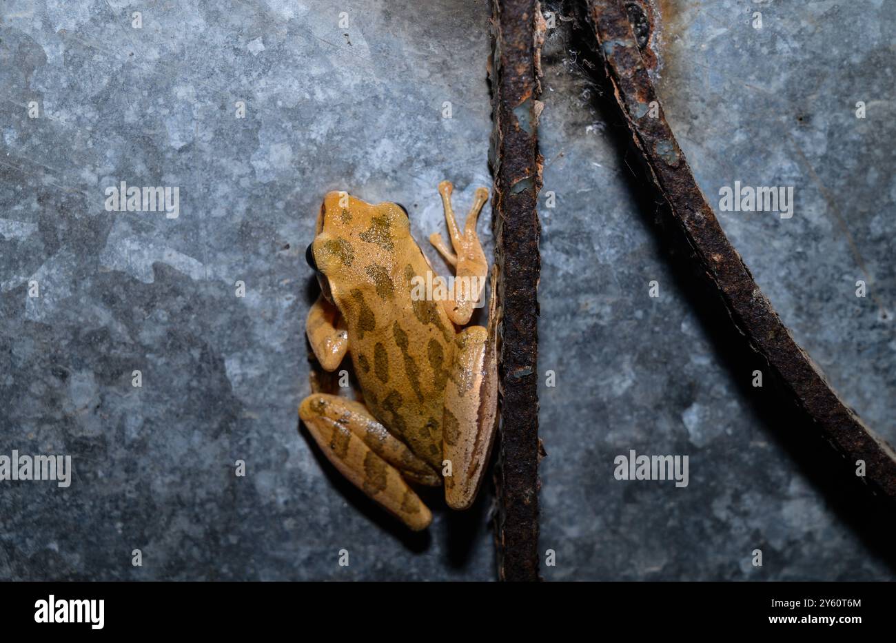 Polypedates bengalensis, the brown blotched Bengal tree frog, is a ...
