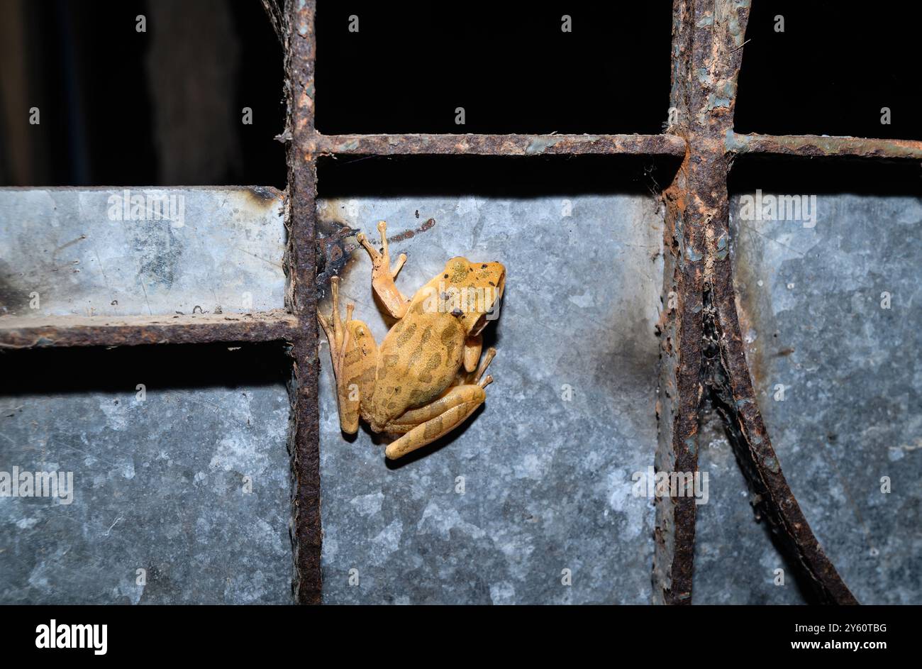 Polypedates bengalensis, the brown blotched Bengal tree frog, is a ...