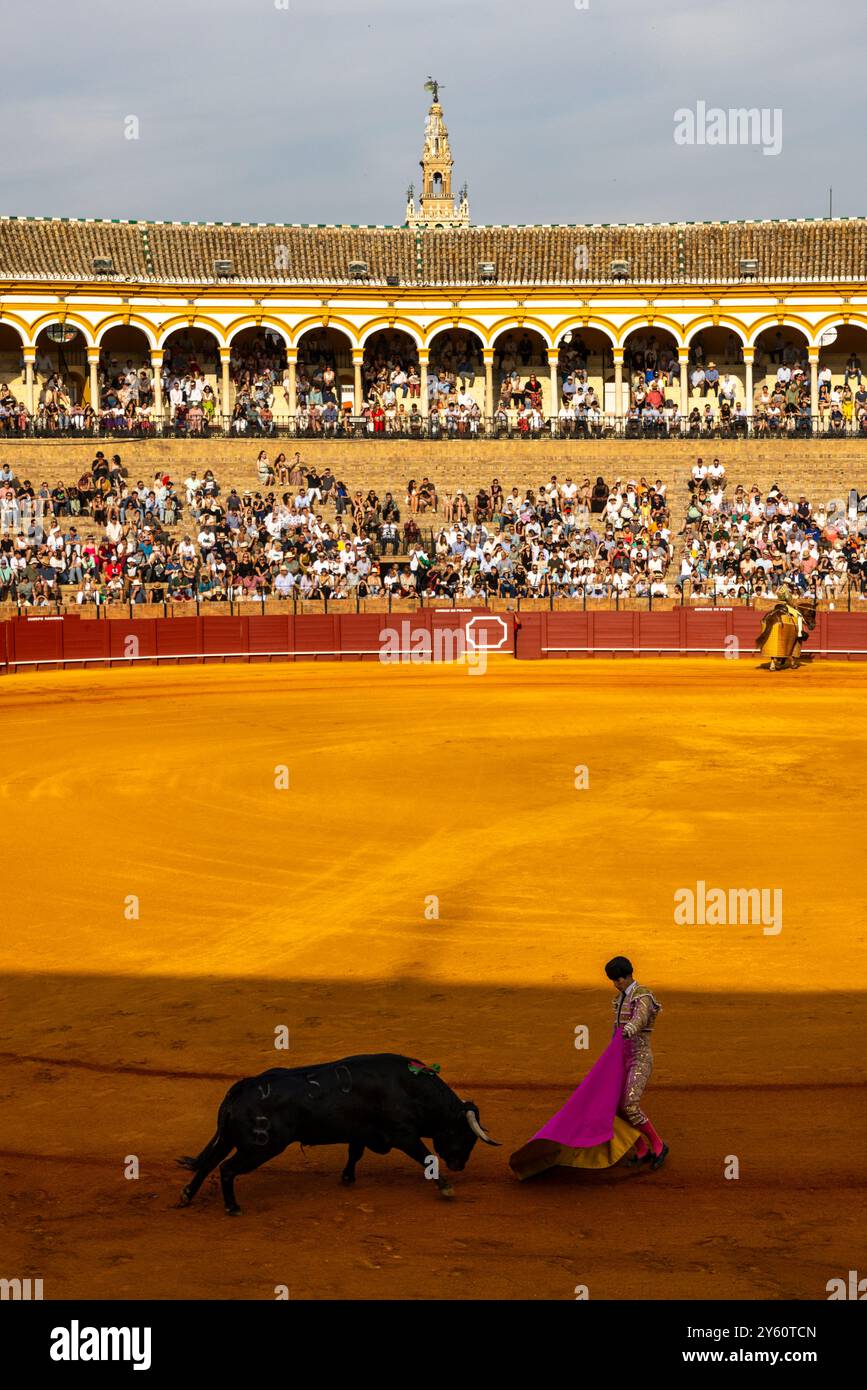 Traditional bullfighting his held at Plaza de Toros in Seville, Spain ...