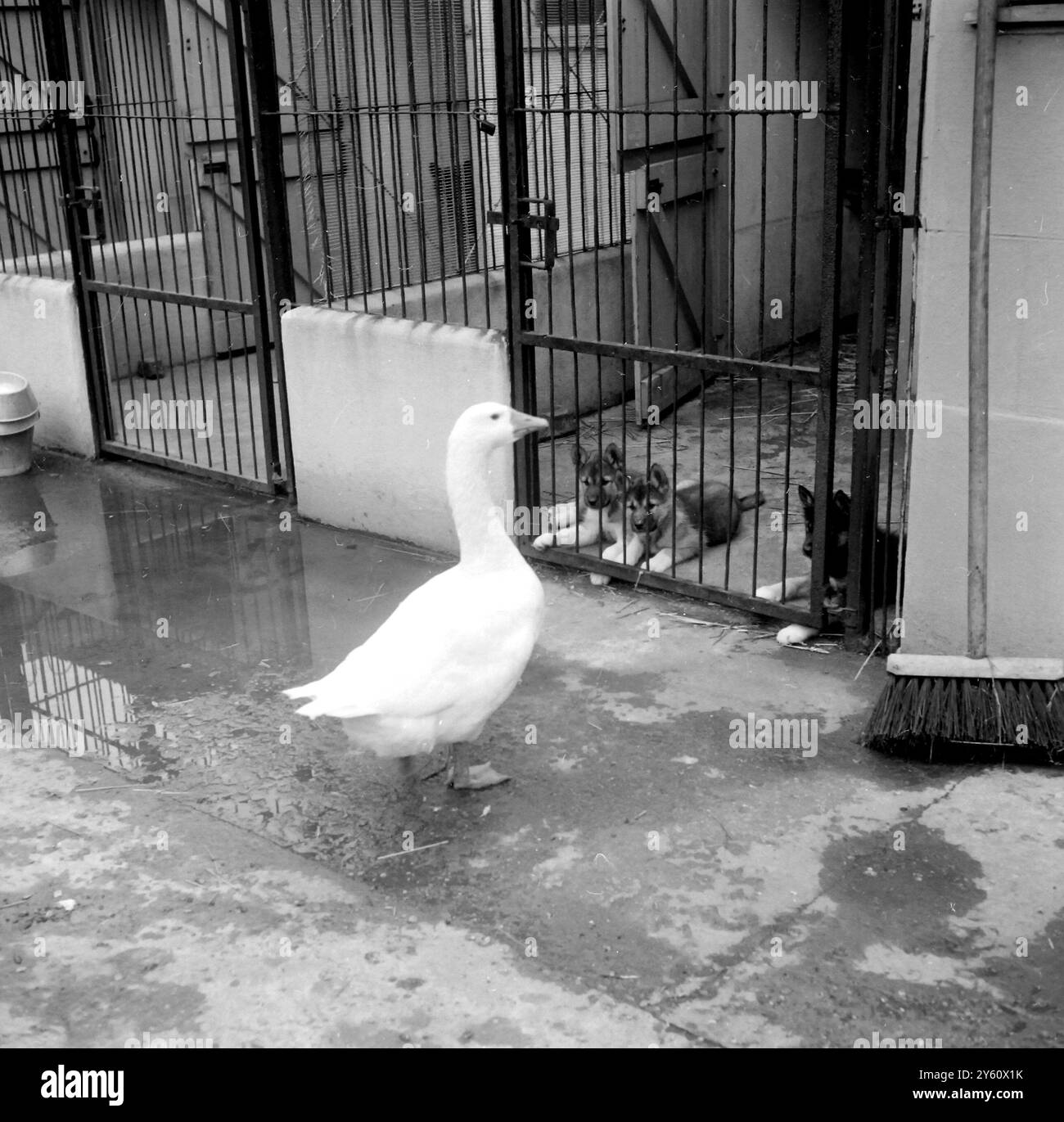 BIRDS GEESE CRYSTAL PALACE ZOO 12 OCTOBER 1960 Stock Photo - Alamy