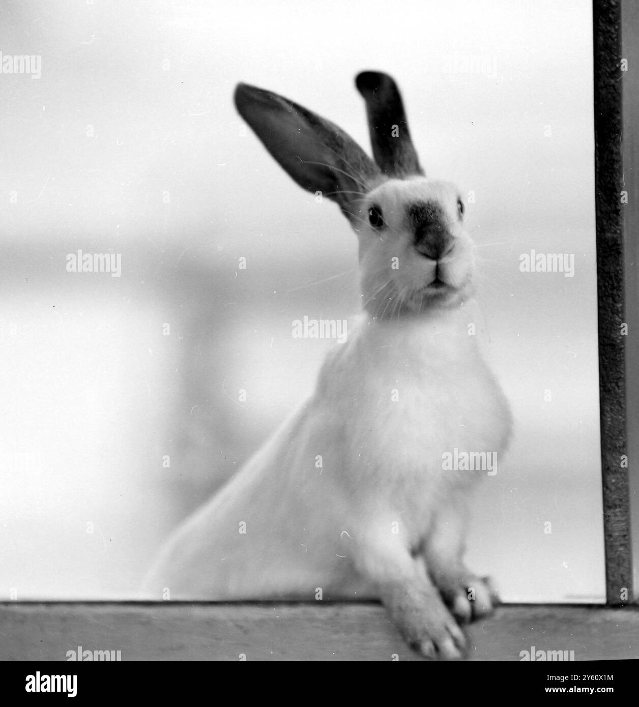 Peter rabbit hi-res stock photography and images - Alamy