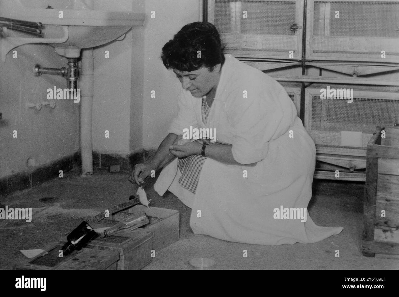 GREECE PRODUCES EPIZOOTIA VACCINE - LABORATORY 22 SEPTEMBER 1960 Stock ...