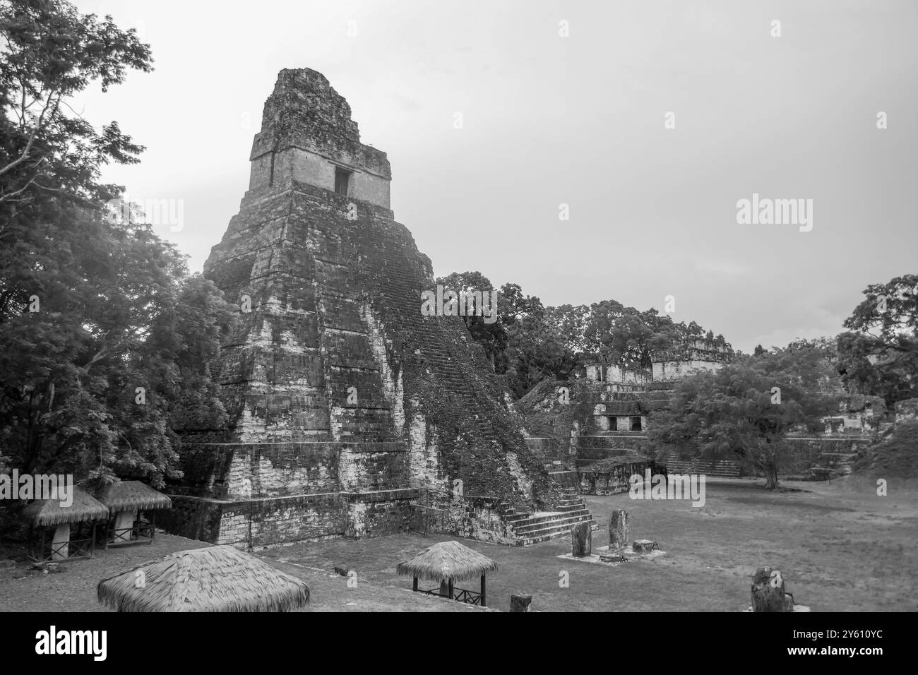 Black and white photo of an ancient Mayan pyramid surrounded by lush ...