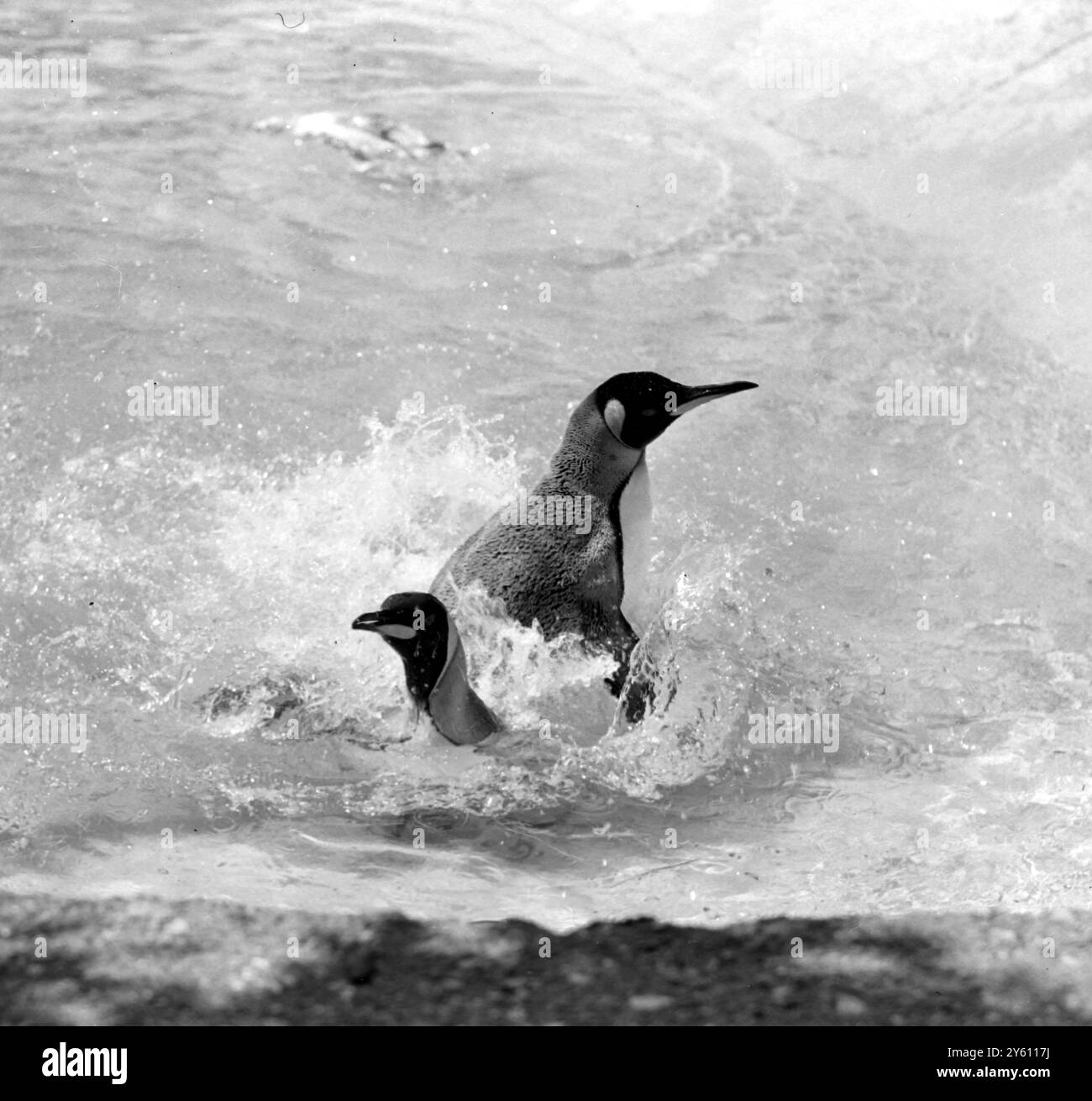 BIRDS PENGUIN MOTHER WITH BABY REGENTS PARK ZOO 13 SEPTEMBER 1960 Stock ...