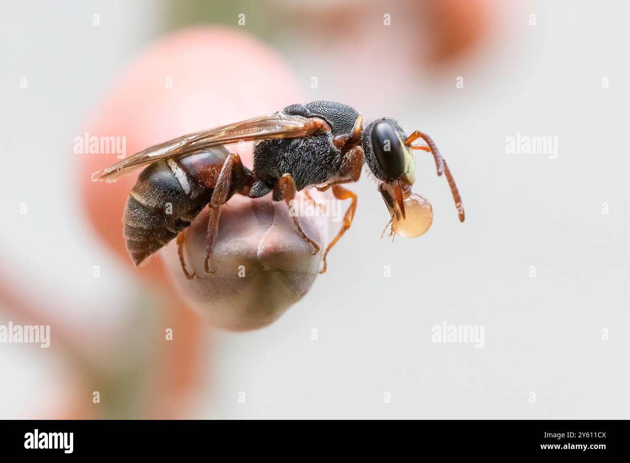 Tiny Hylaeus bee concentrating nectar on aloe flower bud in South ...