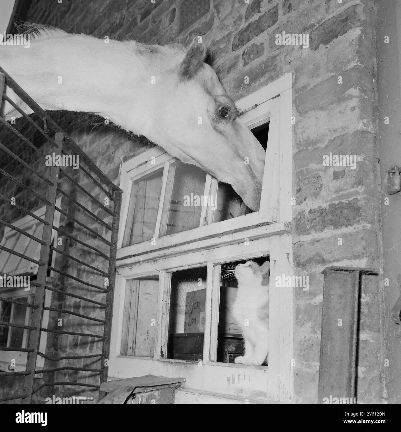 CAT WITH CAMEL AT LONDON ZOO 25 AUGUST 1960 Stock Photo - Alamy