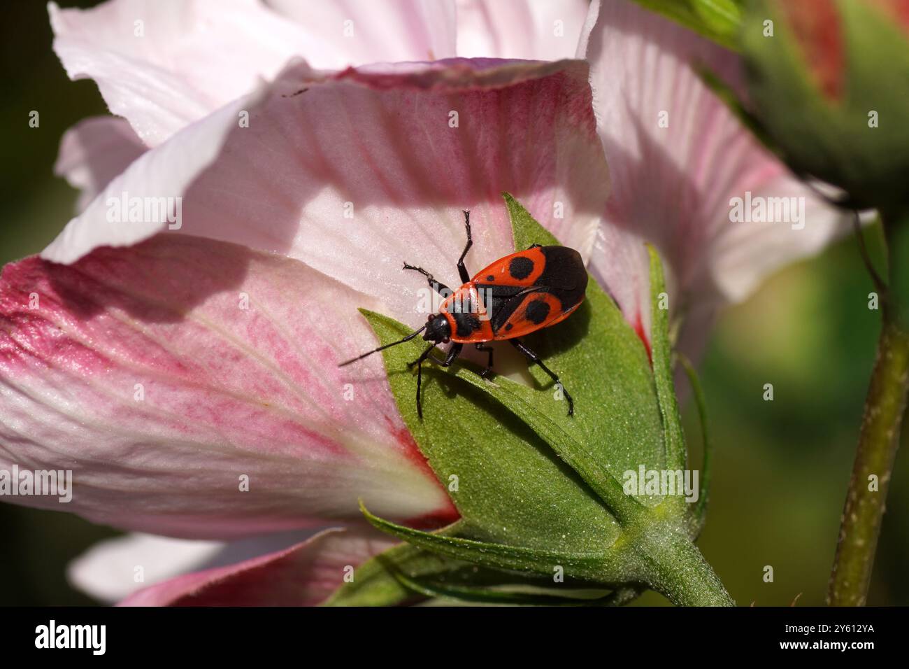 Firebug, Pyrrhocoris apterus of the family Pyrrhocoridae on a flower of ...