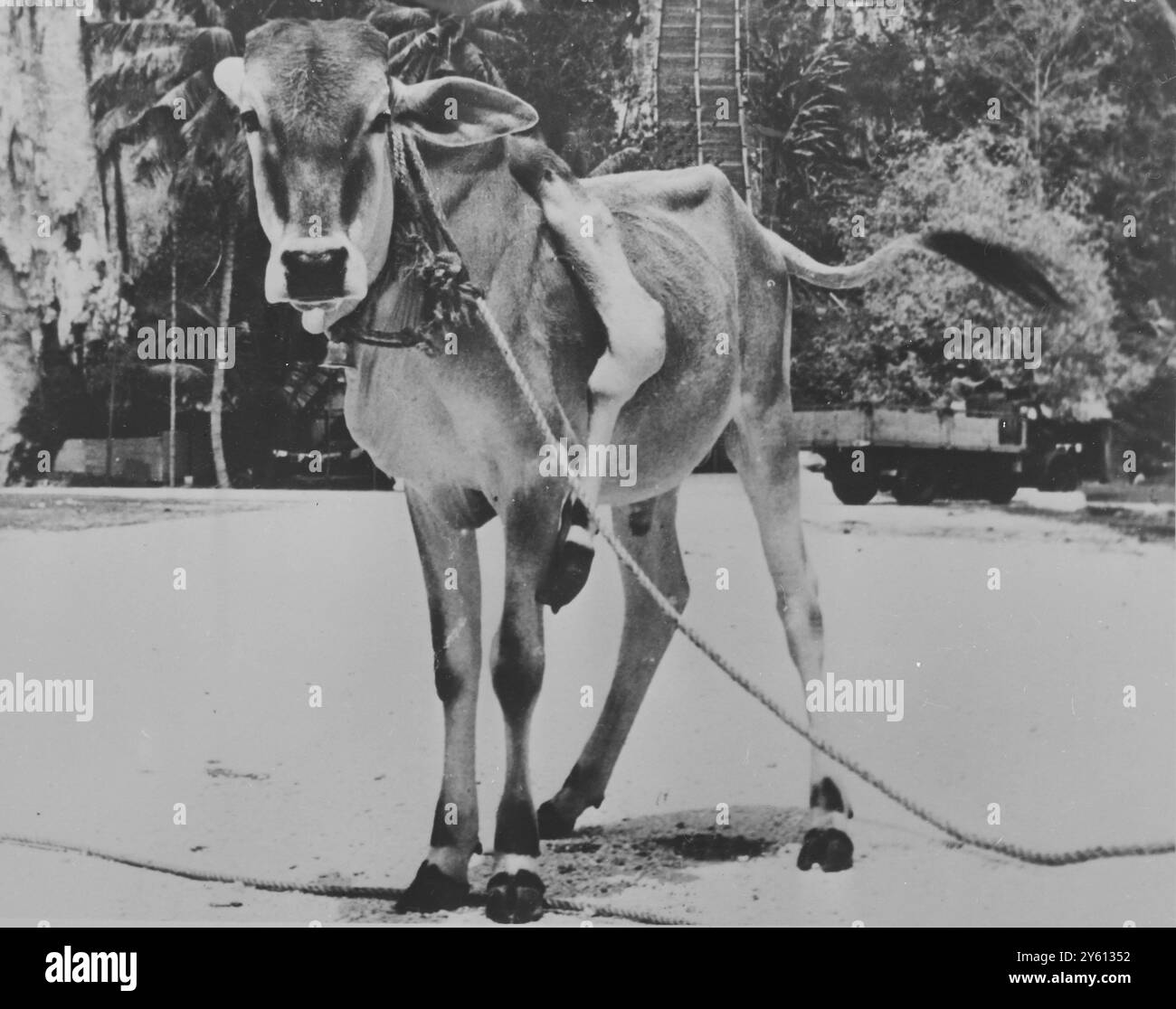 FIVE - LEGGED BULL IN MALAYA 19 AUGUST 1960 Stock Photo - Alamy