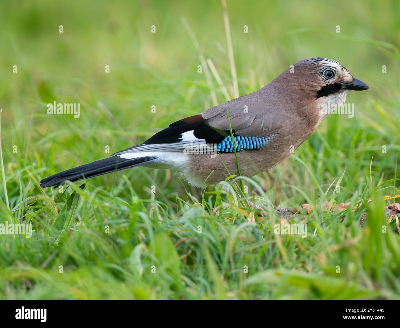 beautiful eurasian jay [ garralus glandarius ] in the city of Bristol ...