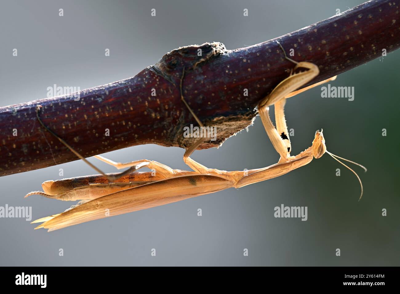 European brown praying mantis hanging upside down from a branch Stock ...