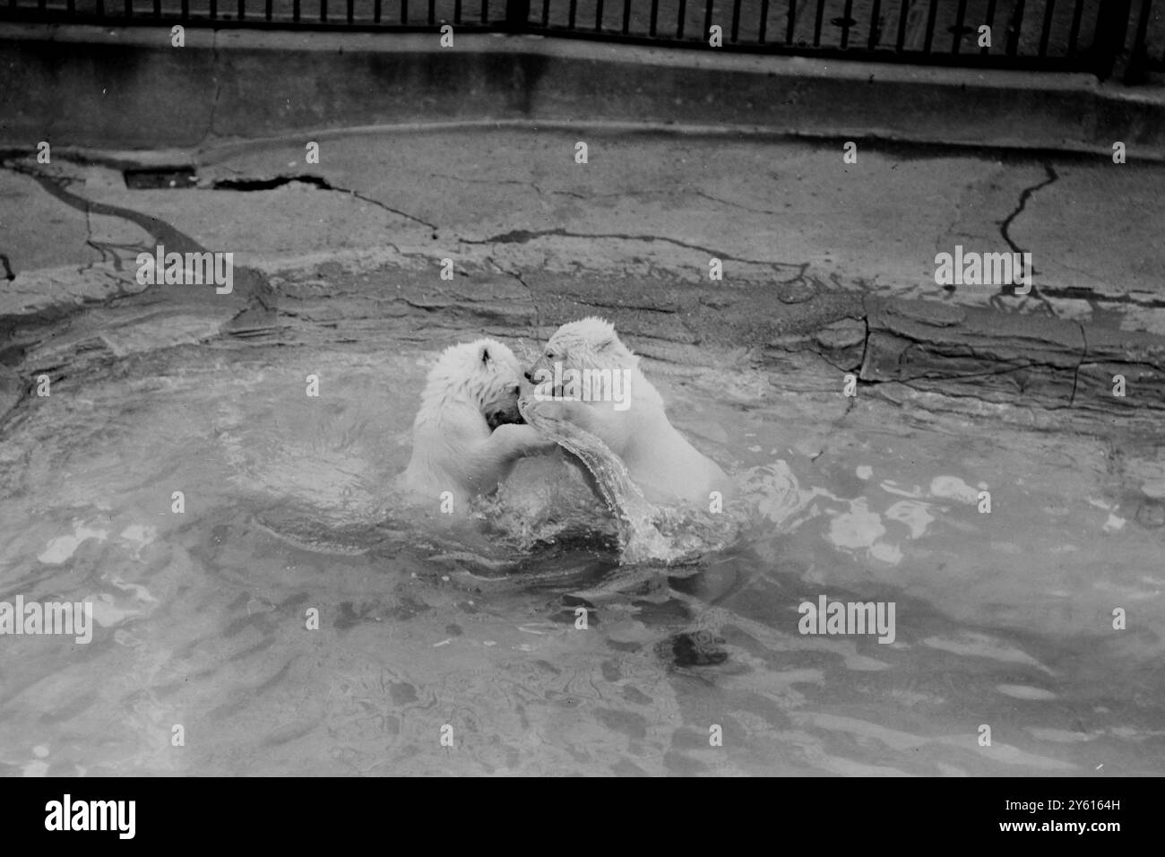 MOSCOW BEARS AT PLAY IN ZOO 25 JULY 1960 Stock Photo - Alamy