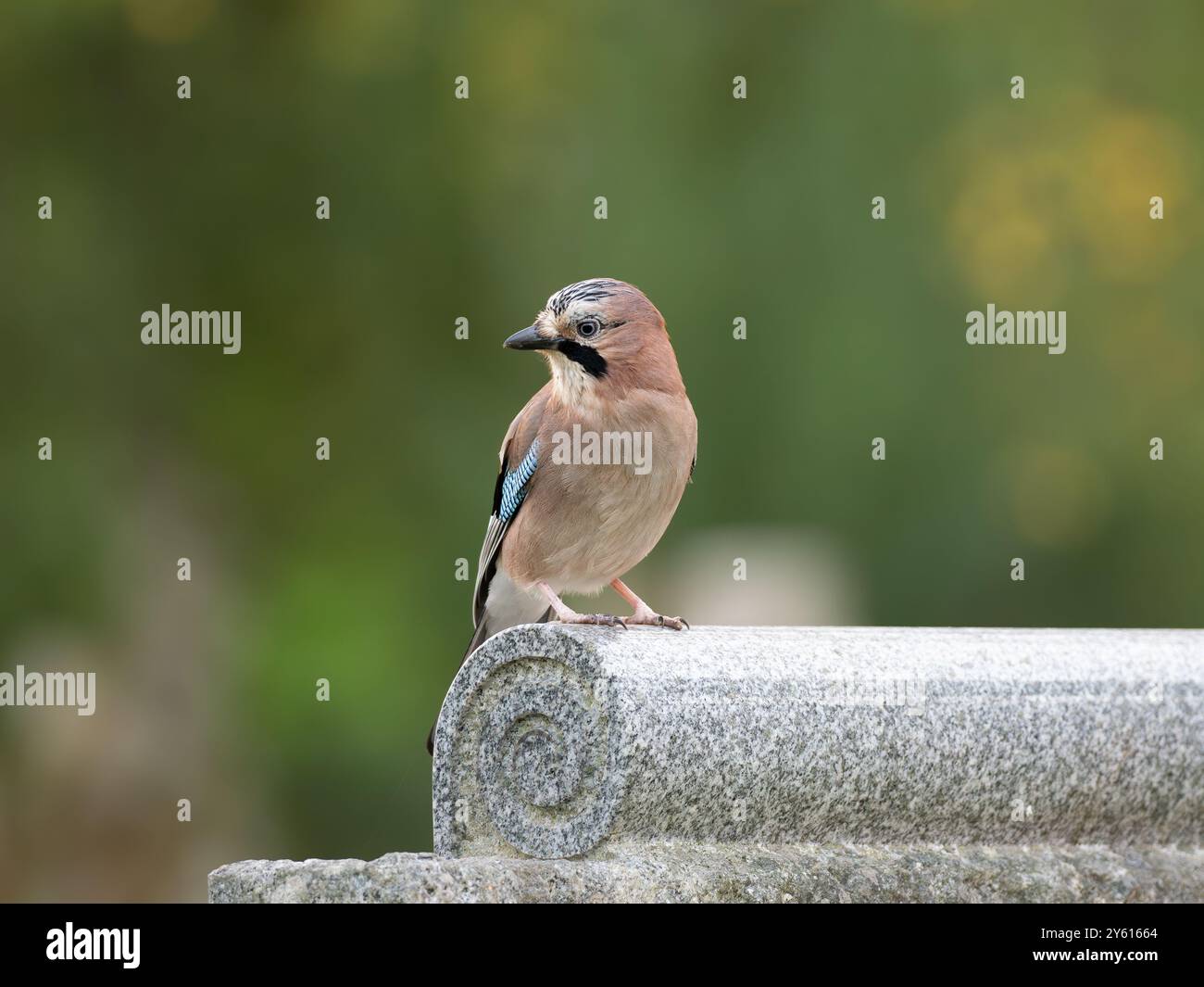 beautiful eurasian jay [ garralus glandarius ] in the city of Bristol in the UK Stock Photo - Alamy