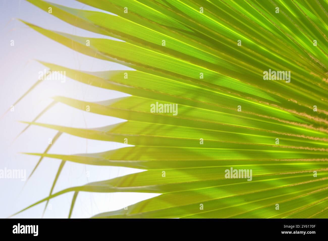 Tropical leaf palm natural hi-res stock photography and images - Alamy