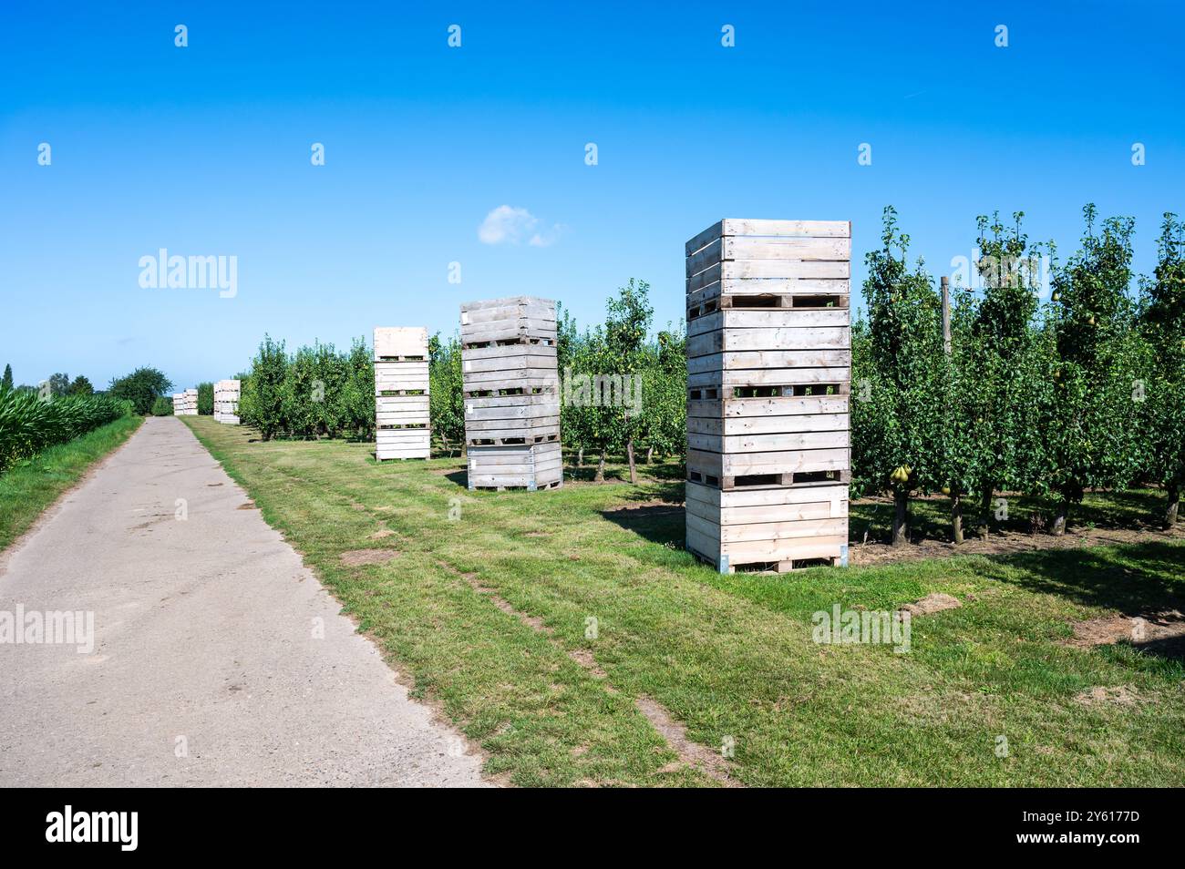 Wooden crate boxes in the orchard fruit tree fields in Heers, Limburg ...
