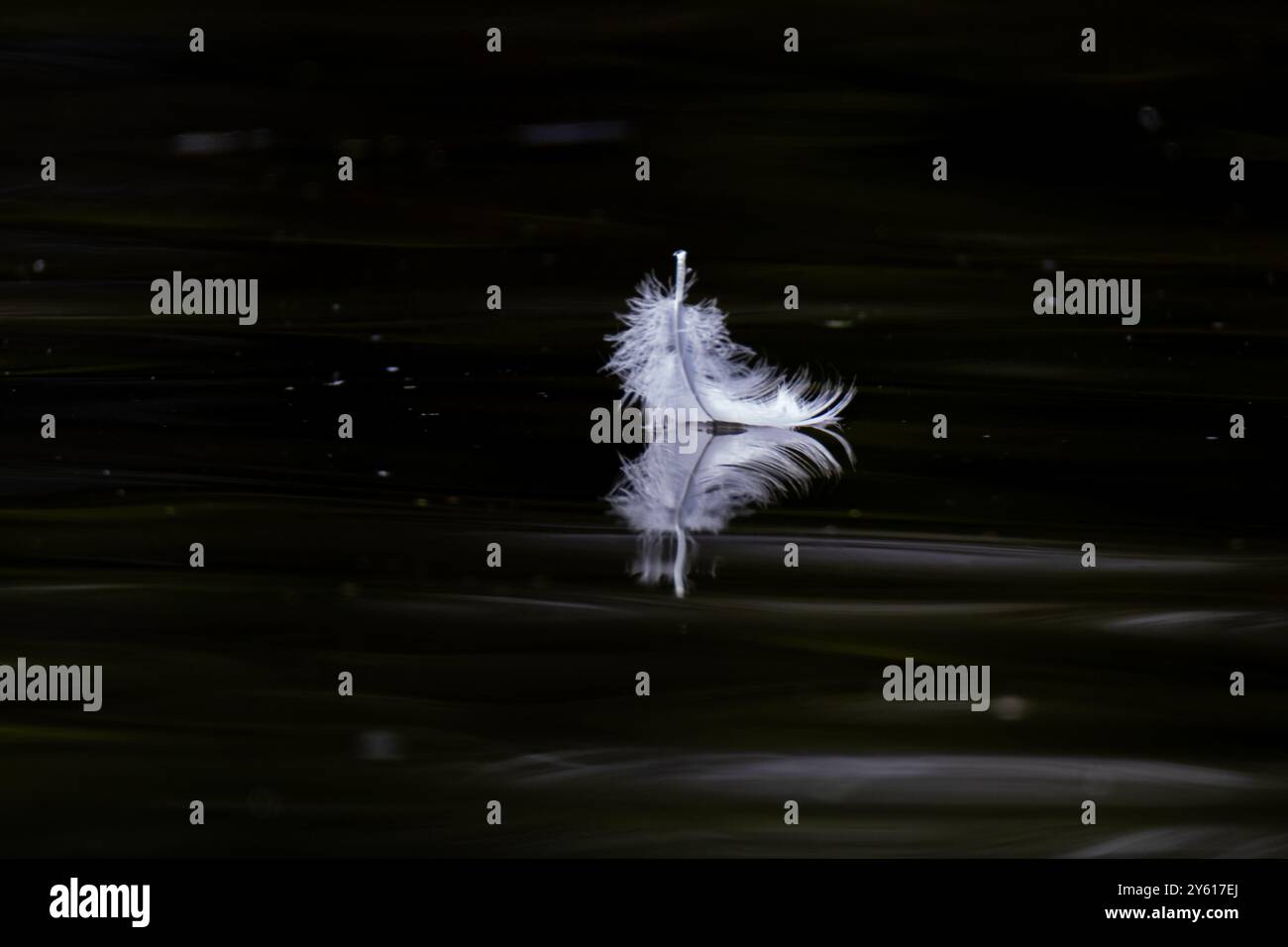 White feathers on water surface hi-res stock photography and images - Alamy