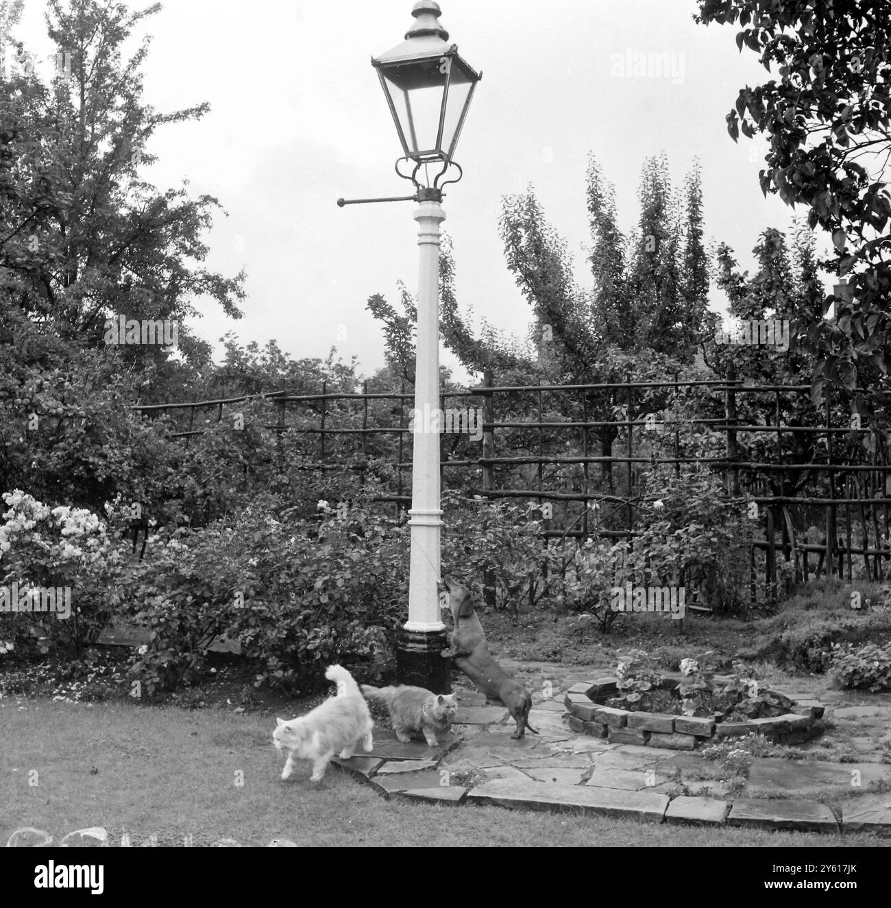 LIEBCHEN - HIS OWN BACK GARDEN 12 JULY 1960 Stock Photo - Alamy