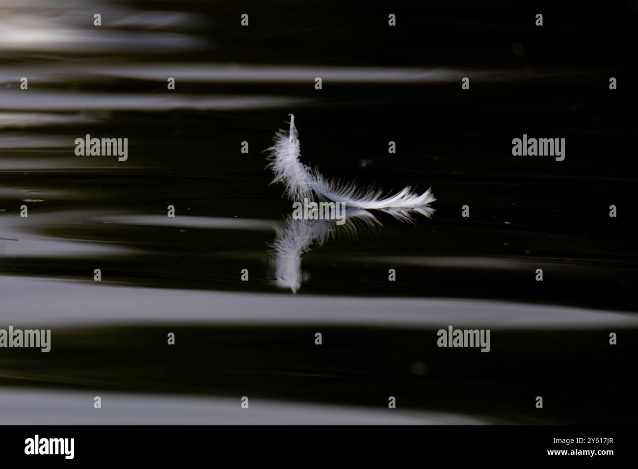 White feathers on water surface hi-res stock photography and images - Alamy