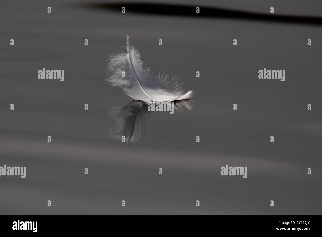 White feather floating on calm water with small ripples Stock Photo - Alamy