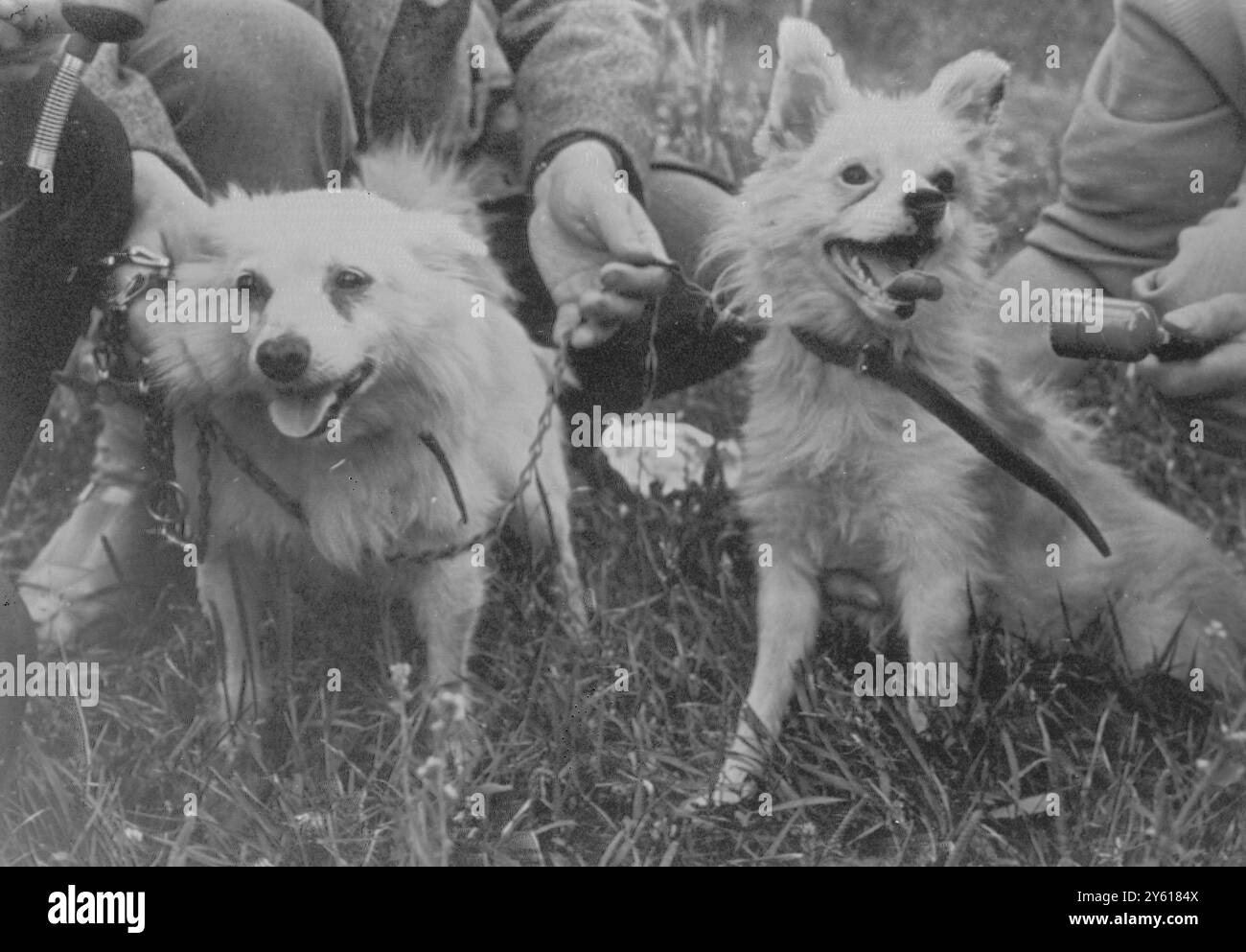 SPACE TRAVEL 2 DOGS FIRED 130 MILES SOVIET ROCKET 6 JULY 1960 Stock ...