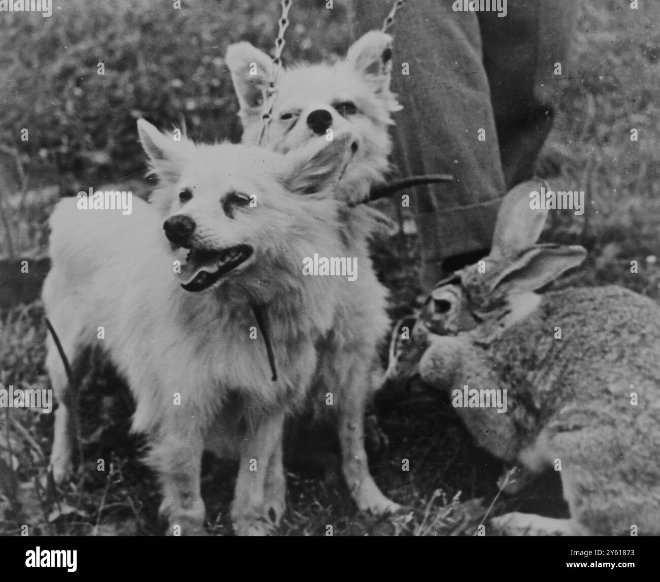 The two dogs and a rabbit which went 130 miles up in a single stage ...