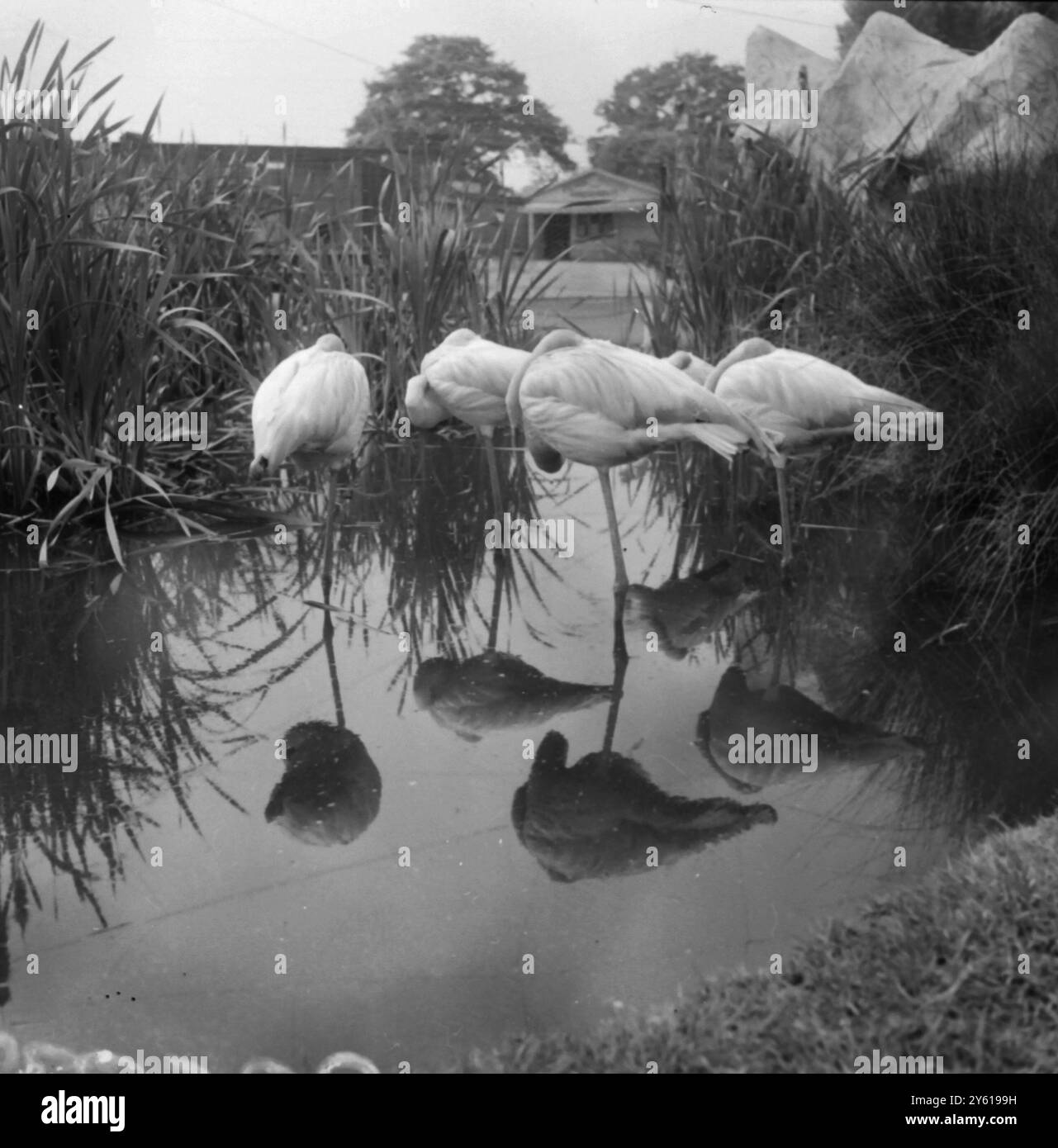 BIRDS STORKS REFLECTIONS IN WATER CHESSINGTON ZOO 23 JUNE 1960 Stock ...