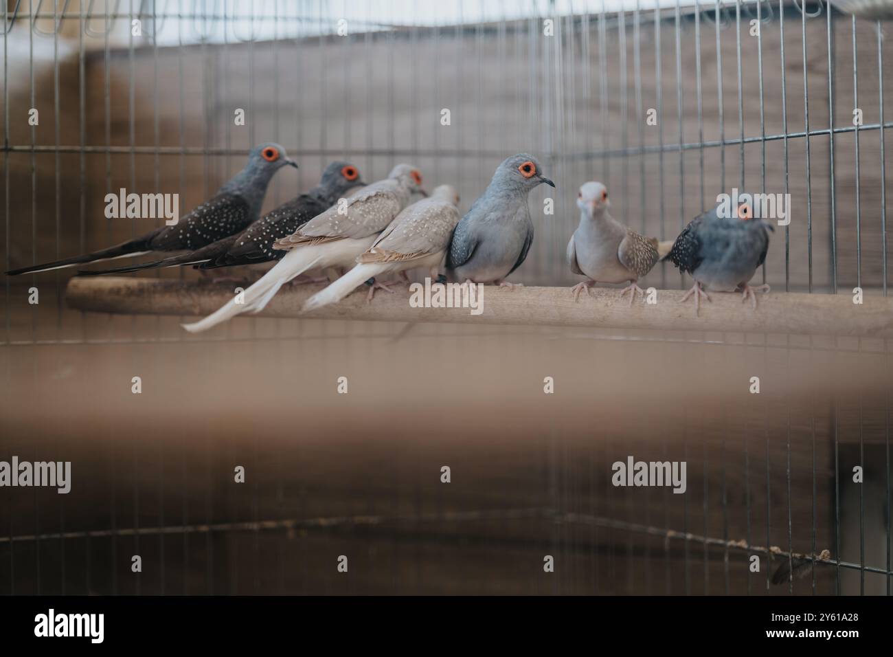 Group of small birds perched together inside a cage environment Stock ...