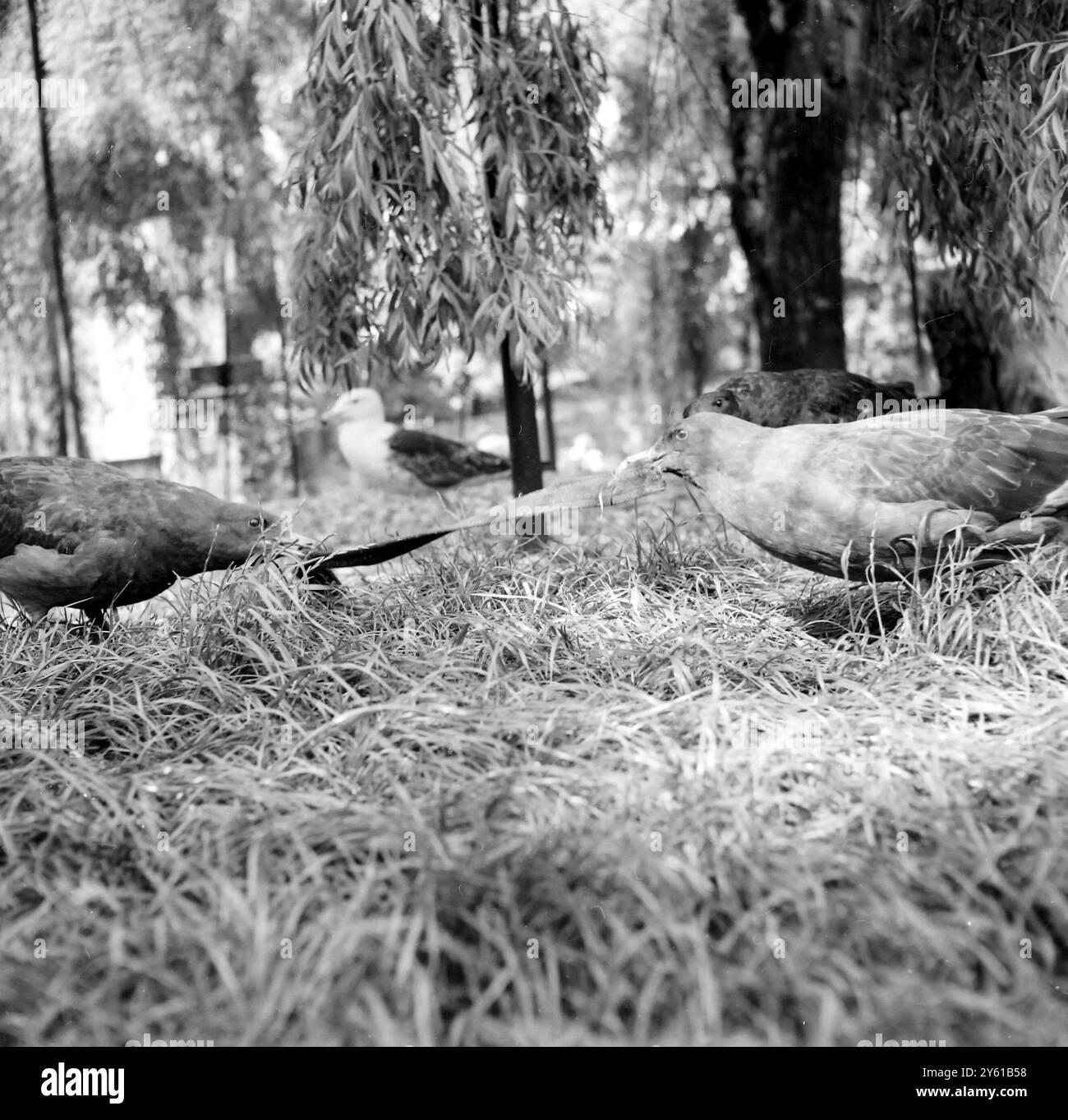 BIRDS SKUA 2 ARCTIC TUG O WAR LONDON ZOO 3 JUNE 1960 Stock Photo - Alamy