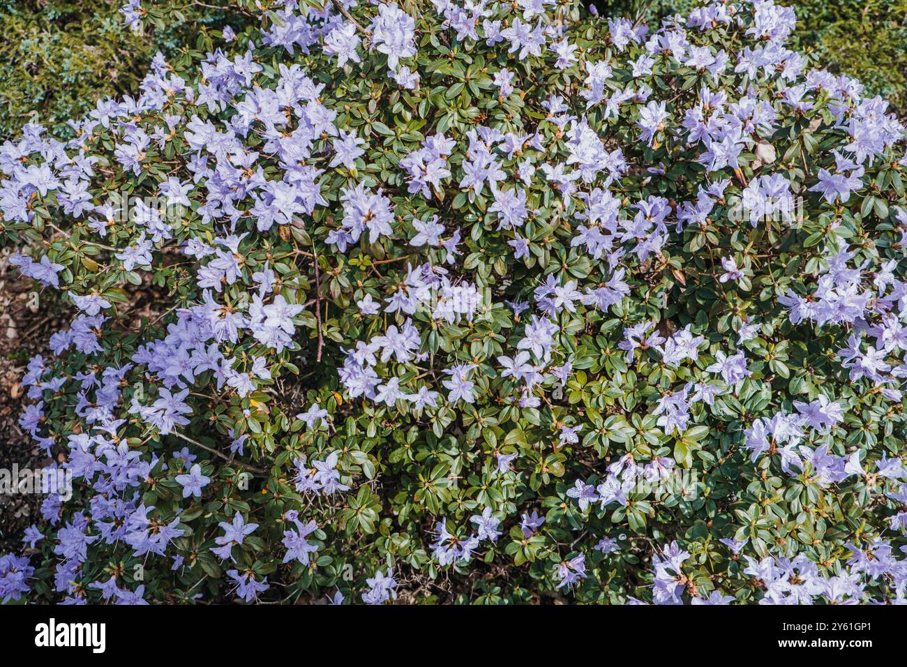Rhododendron 'Blue Dream' Plant. Ericaceae family, botanical garden ...