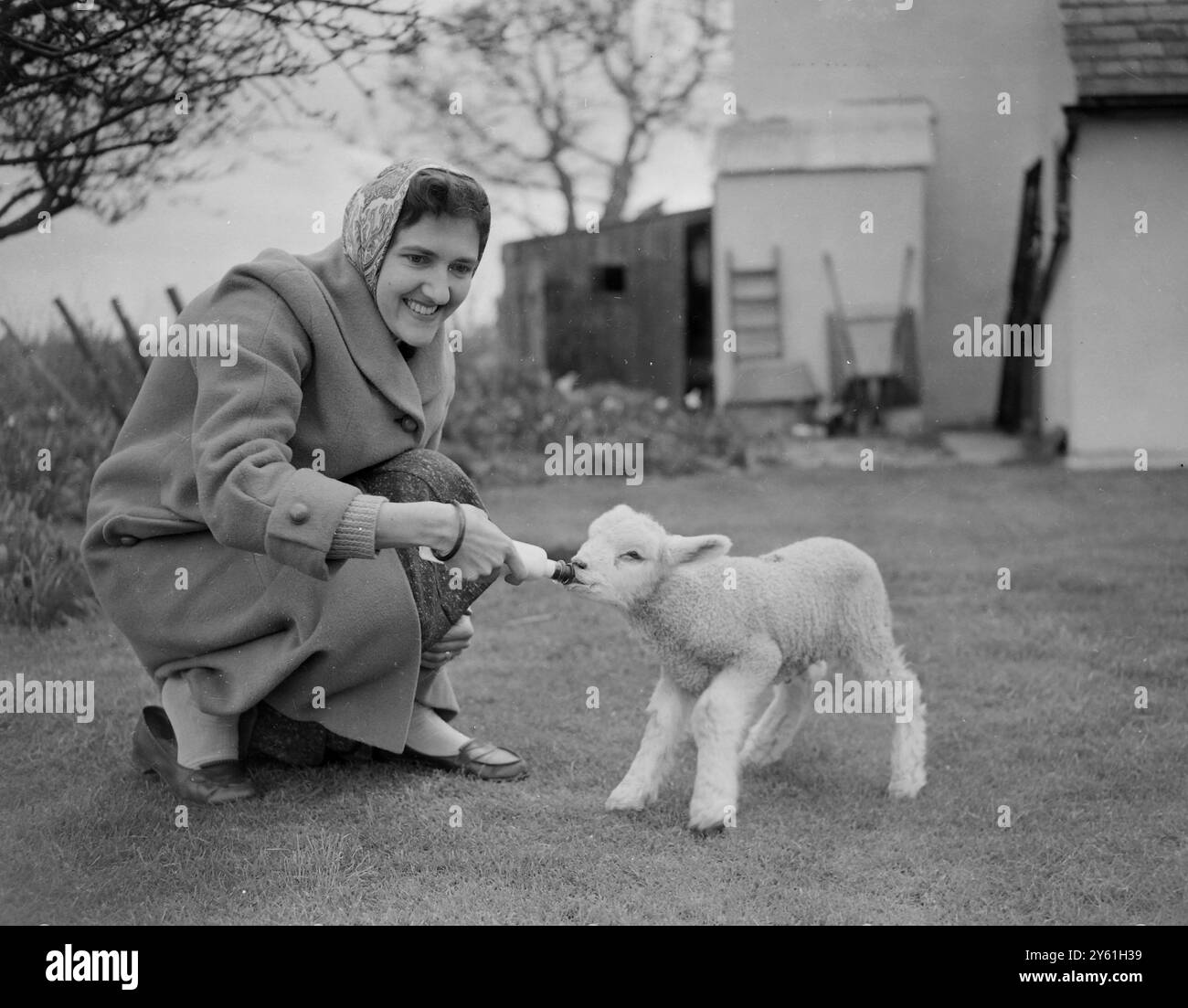 WOMAN FEEDS A LAMB FROM A MILK BOTTLE 21 APRIL 1960 Stock Photo - Alamy