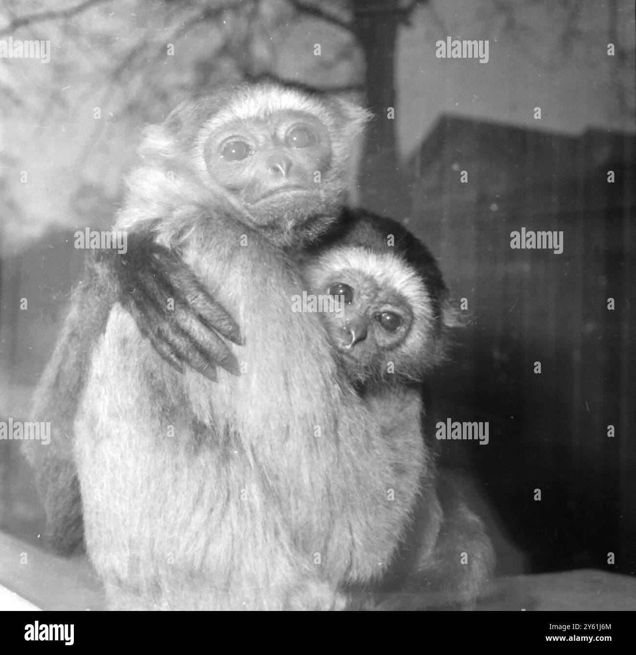 Monkey hugs hi-res stock photography and images - Alamy