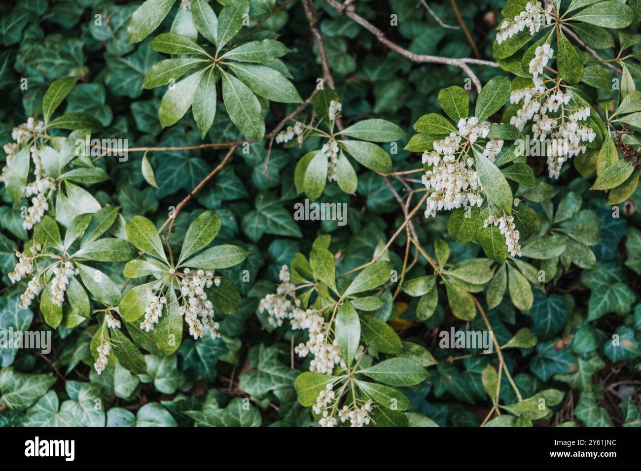 Pieris Japonica Shrub with White Bell-Shaped Flowers. Botanical ...