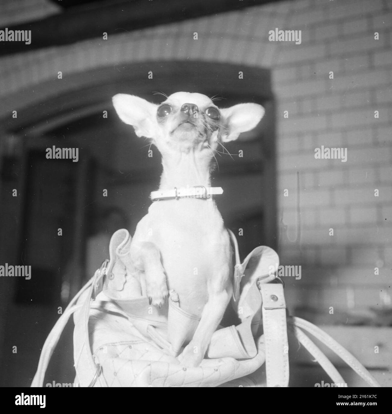 S handbag Black and White Stock Photos & Images - Alamy