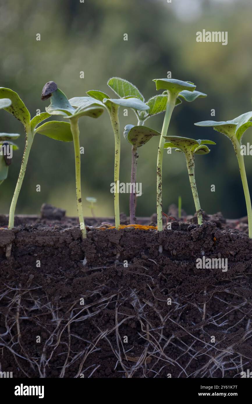 young sunflower plants in soil with roots Stock Photo - Alamy