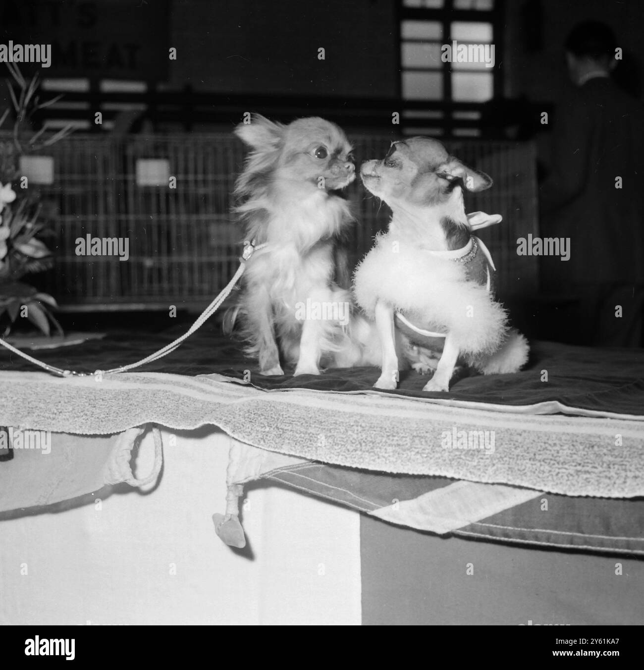 CHIHUAHUA SHOW DOGS 2 APRIL 1960 Stock Photo - Alamy