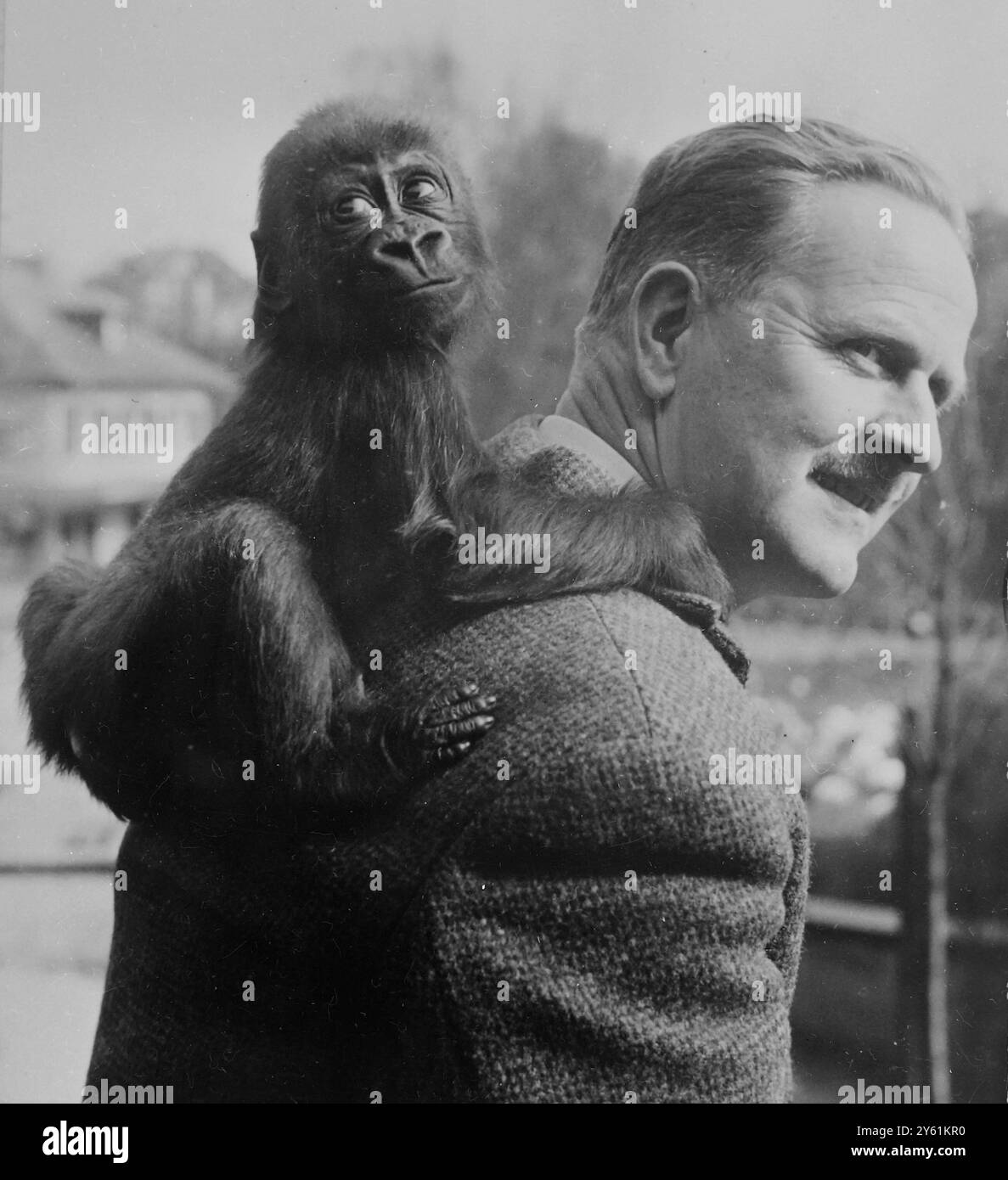 BABY GORILLA GOMA BORN AT BASLE ZOO RIDES THE BACK OF DR ERNST LANG 28 ...