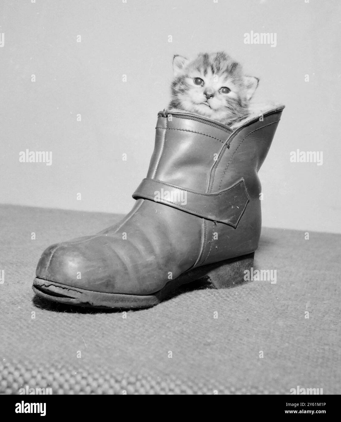 Kitten in boot hi-res stock photography and images - Alamy