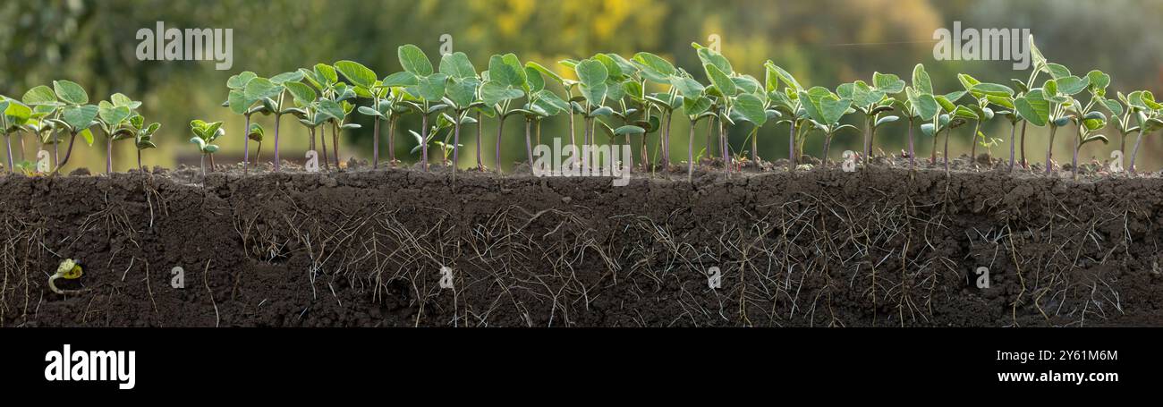 Fresh green soybean plants with roots Stock Photo - Alamy