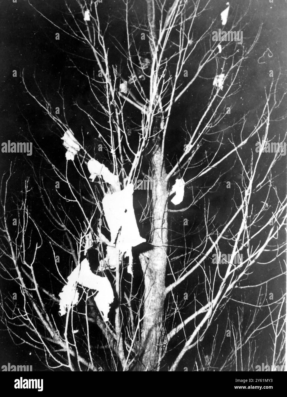 AVIATION CLOTHES DRAPE FROM TREES 18 MARCH 1960 Stock Photo - Alamy