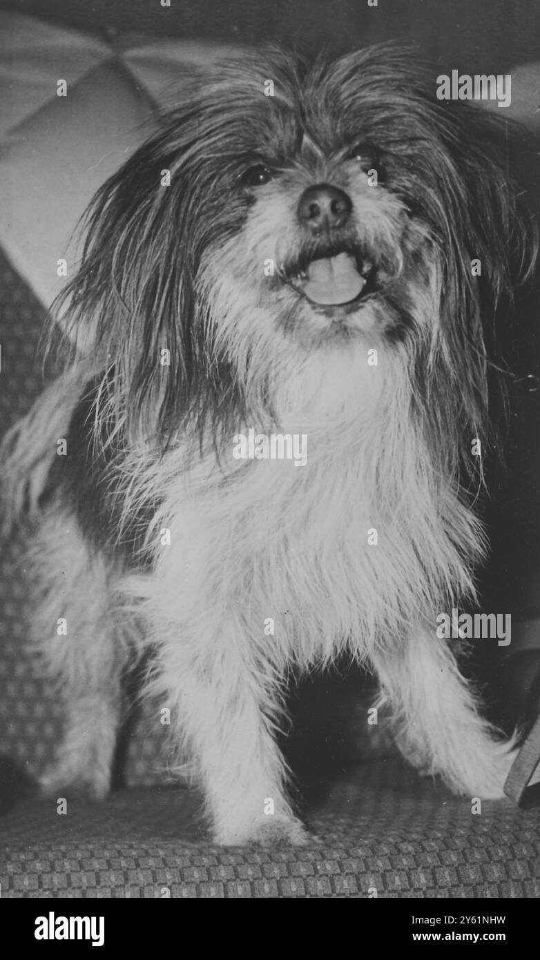 NIKITA KHRUSHCHEV ' S NEW DOG A BROWN TIBETAN TERRIER CALLED TEDDY 10 ...