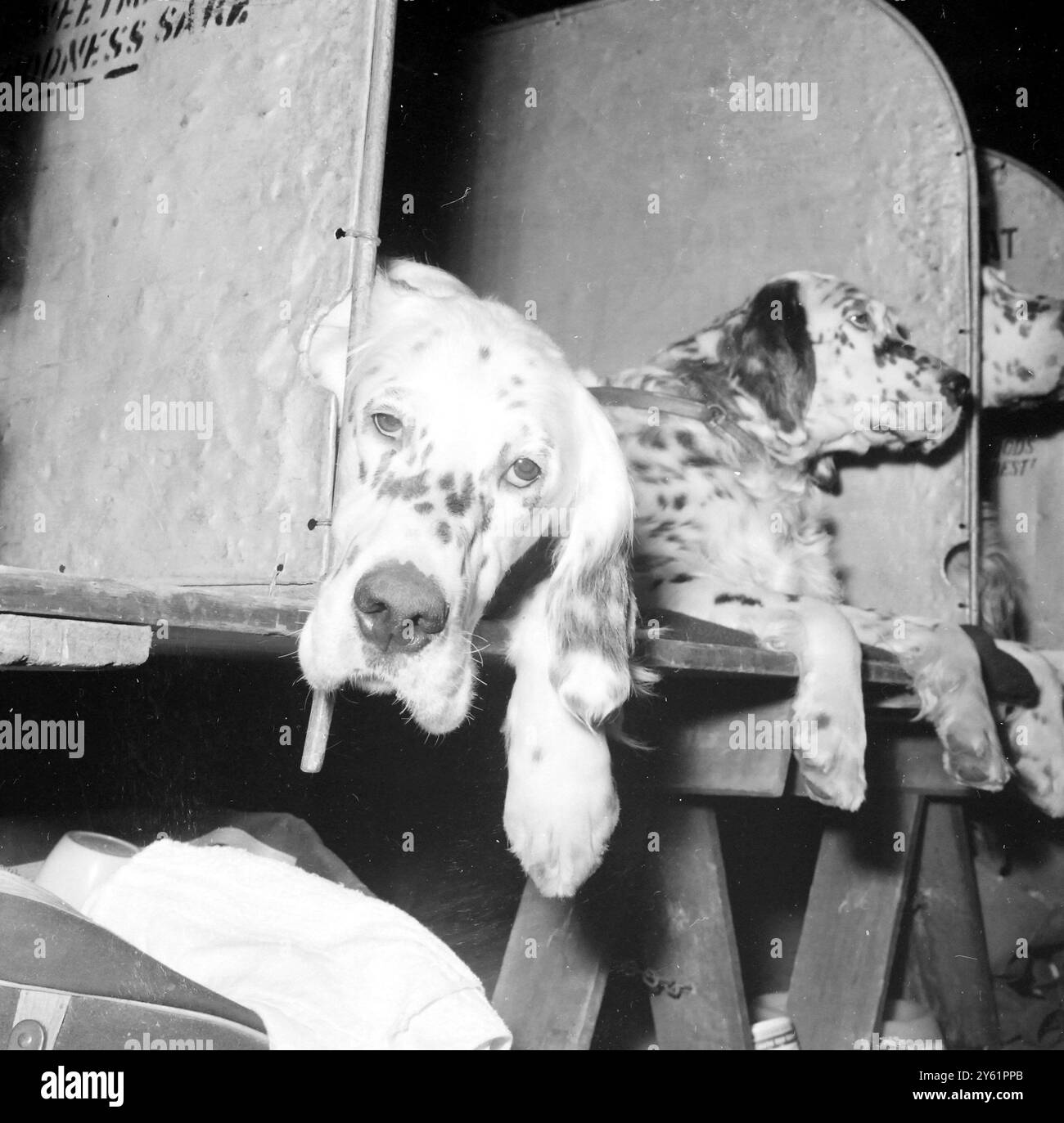 ENGLISH SETTER OWNED BY MR H WHEELER 29 FEBRUARY 1960 Stock Photo - Alamy
