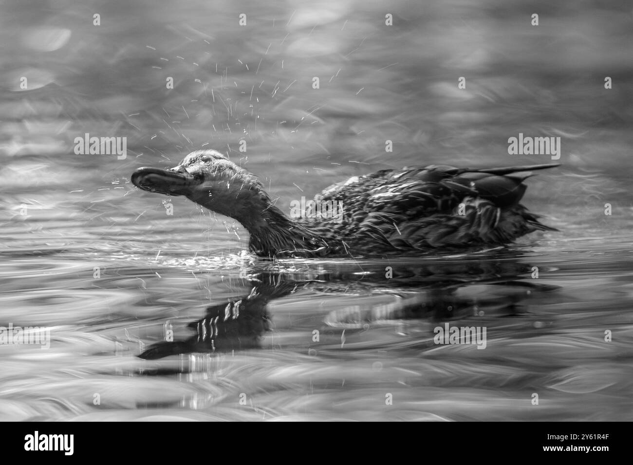 duck walking on a calm lake, shaking its head while making splashes ...